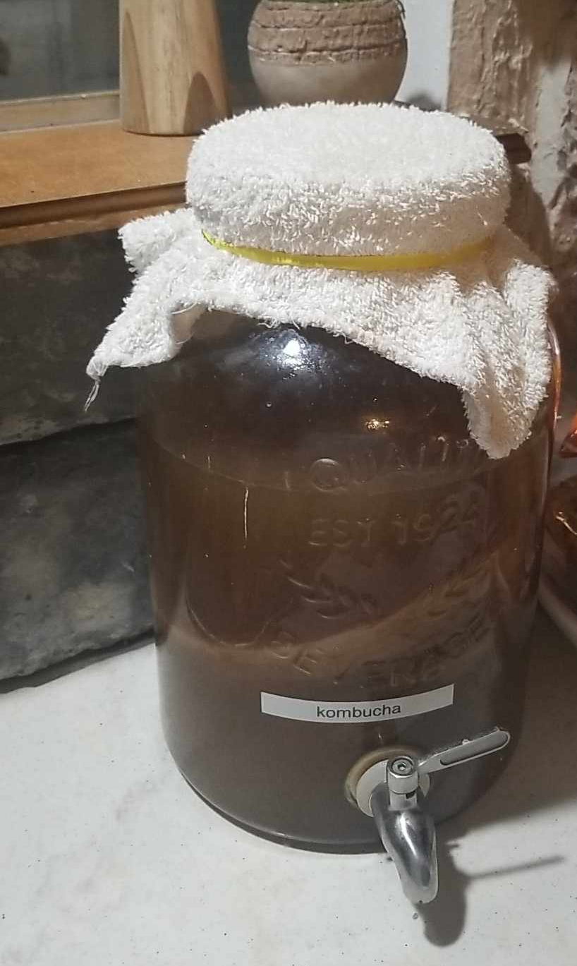 Organic Kombucha Scoby – Victor & Violet